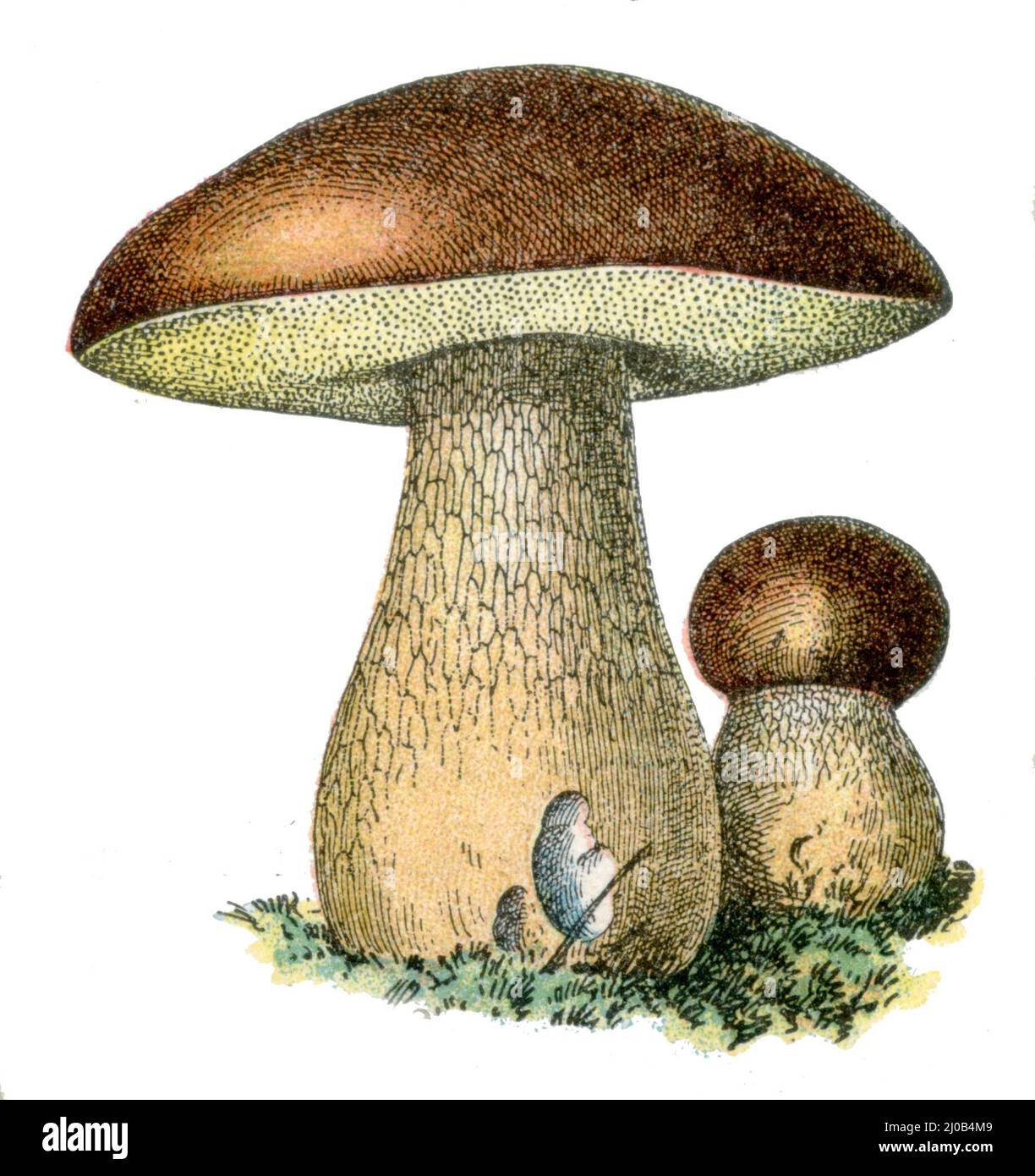 Boletus Slide Labeled