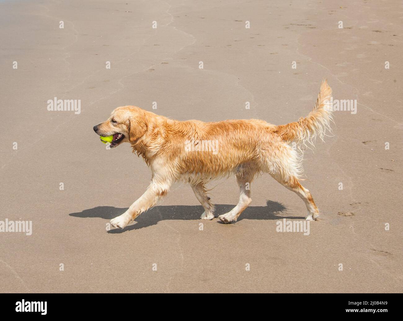 White lab at the beach hi-res stock photography and images - Alamy