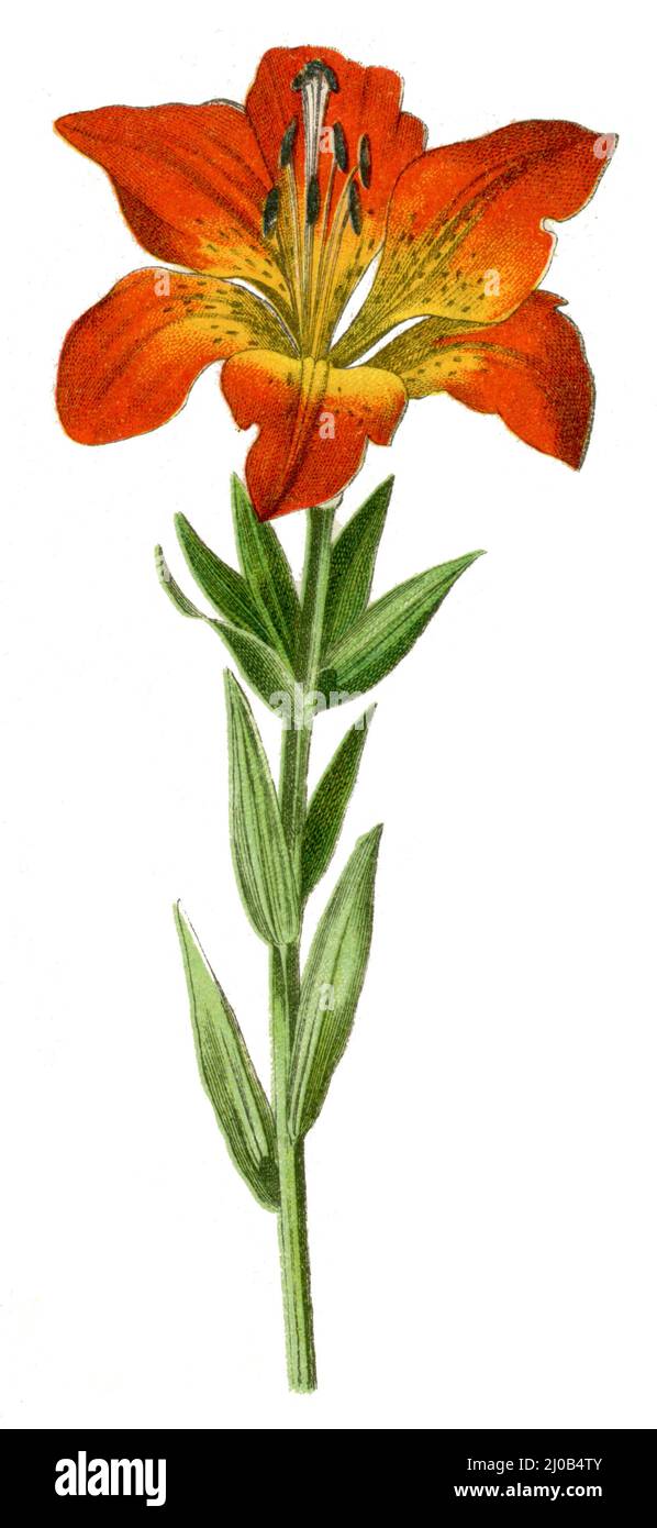 Orange Tiger Lily Drawing