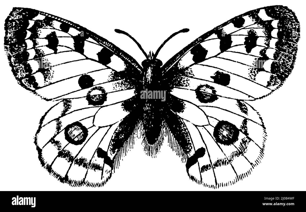 Apollo, Parnassius apollo, anonym (biology book, 1861), Apollofalter ...