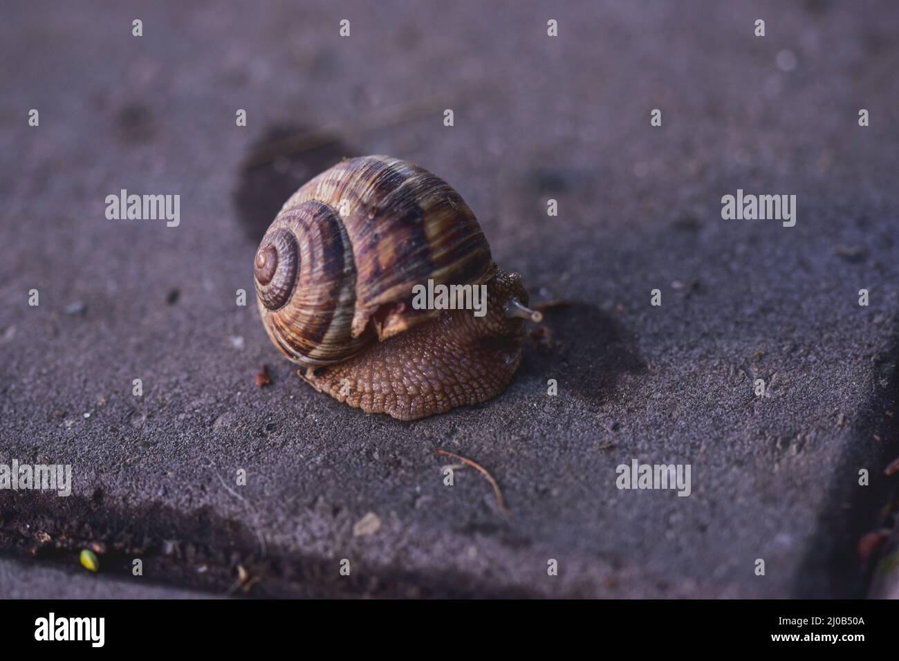 Closeup of a snail moving on the ground Stock Photo - Alamy