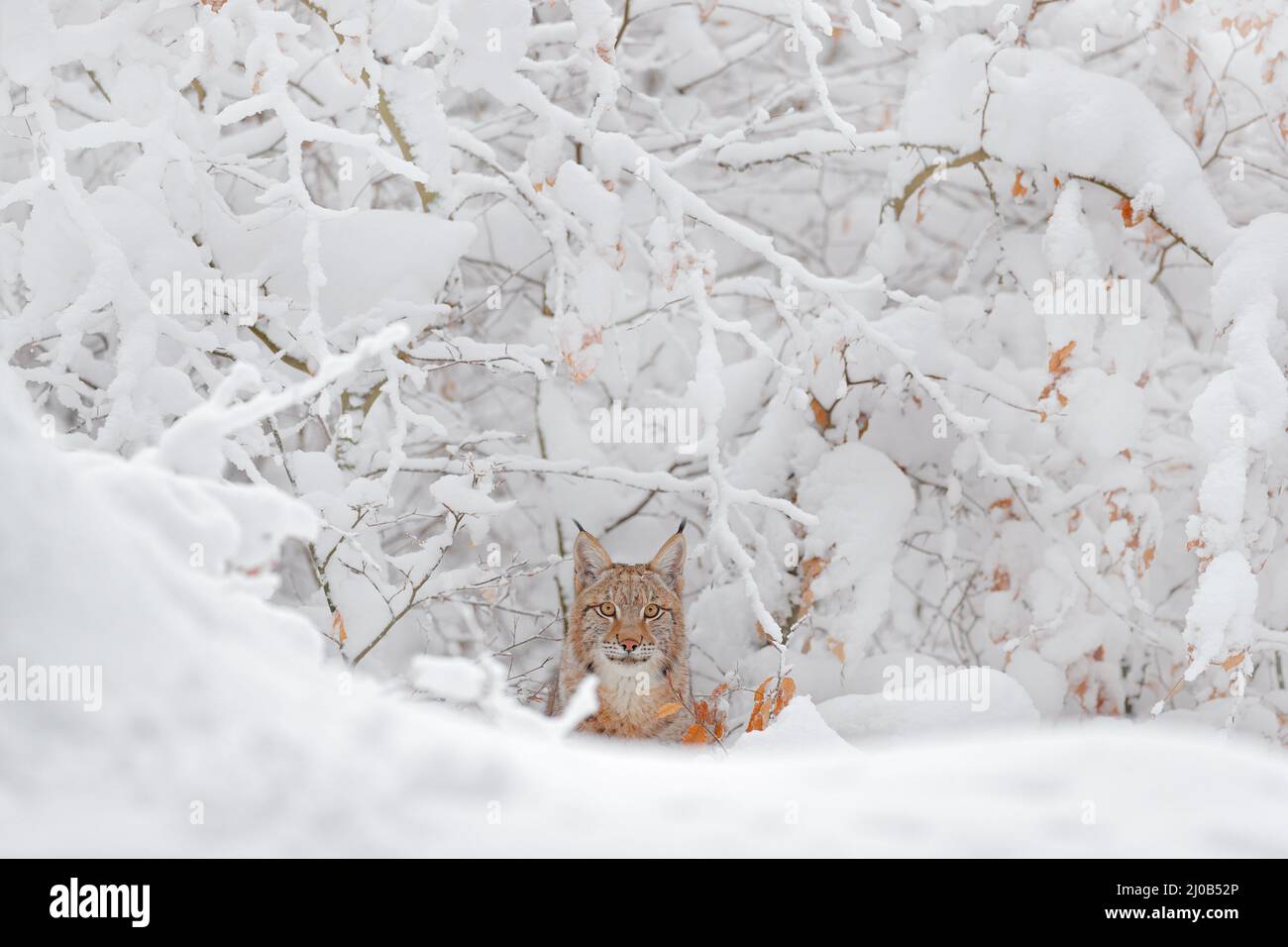Winter wildlife portrait. Lynx, cute big cat in habitat, cold condition ...