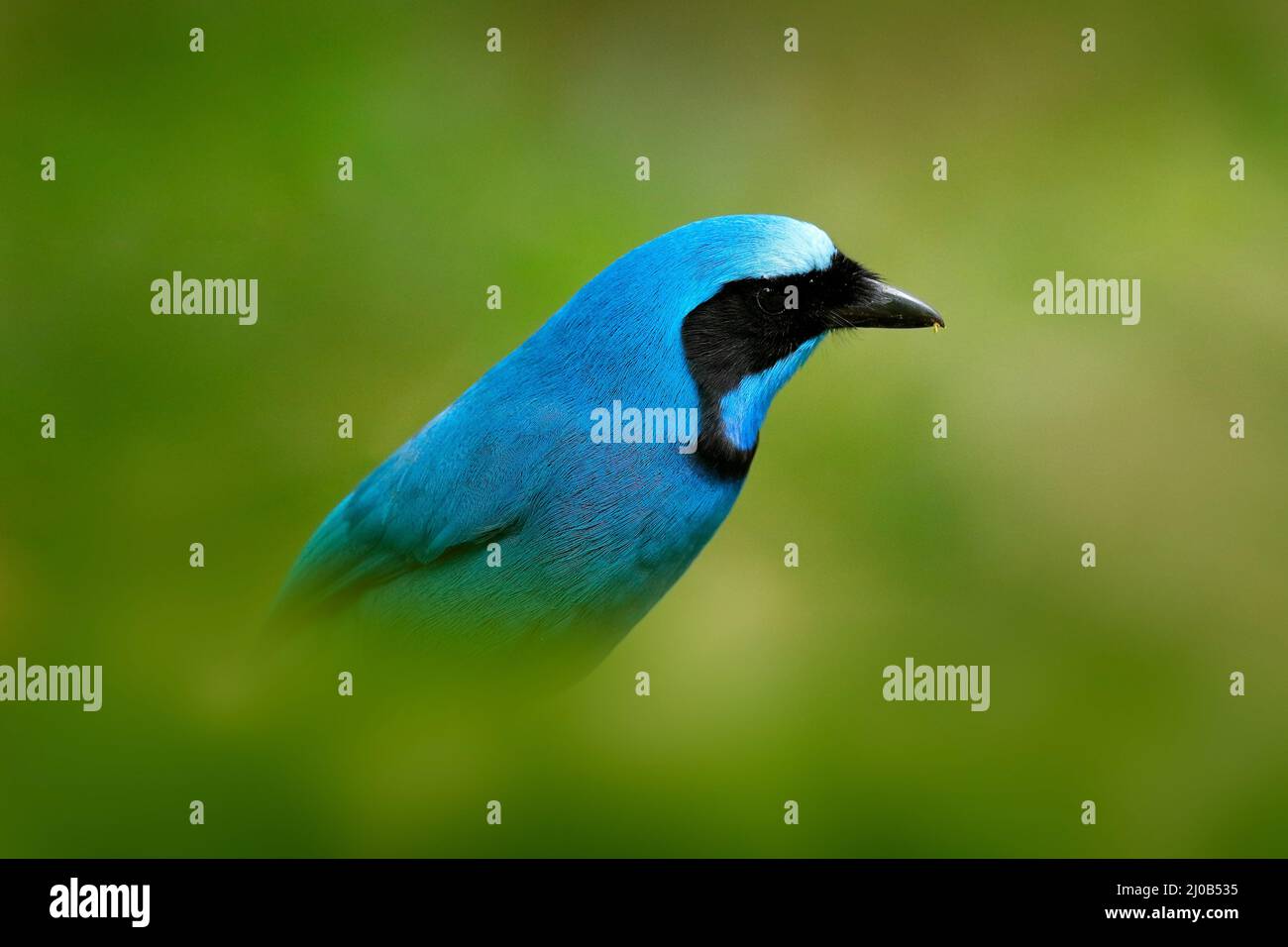 Turquoise jay, Cyanolyca turcosa, detail portrait of beautiful blue ...