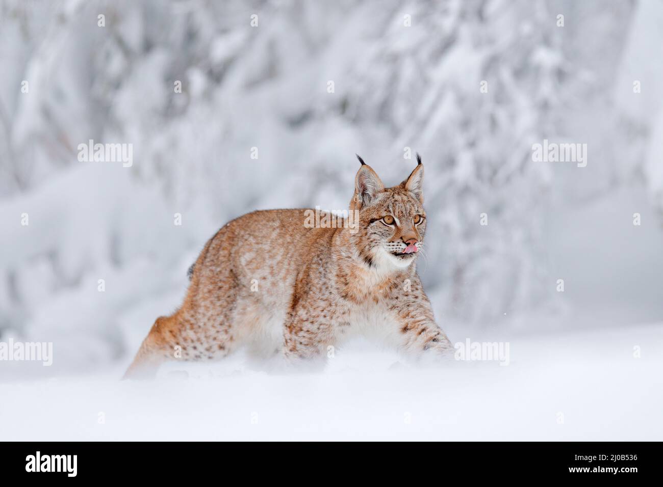 Lynx in cold condition hi-res stock photography and images - Alamy