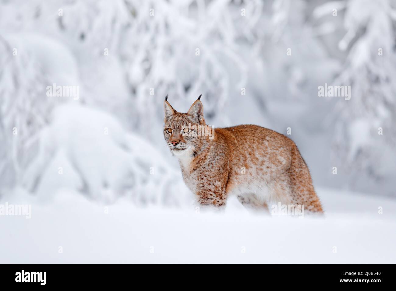 Lynx in cold condition. Snowy forest with beautiful animal wild cat ...