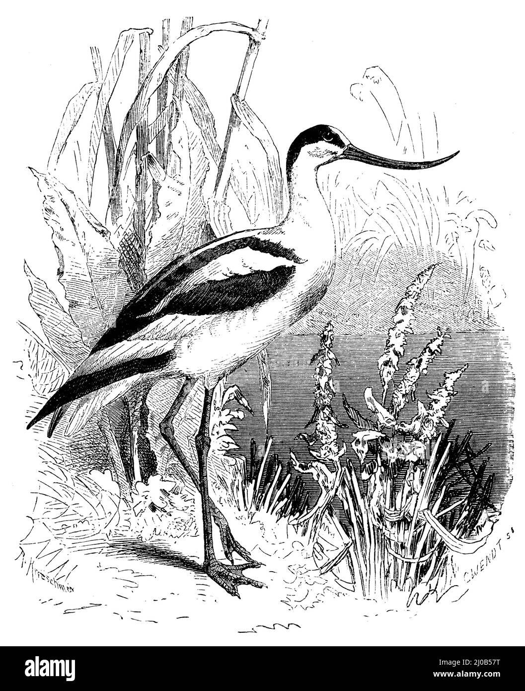 Avocet drawing Black and White Stock Photos & Images - Alamy