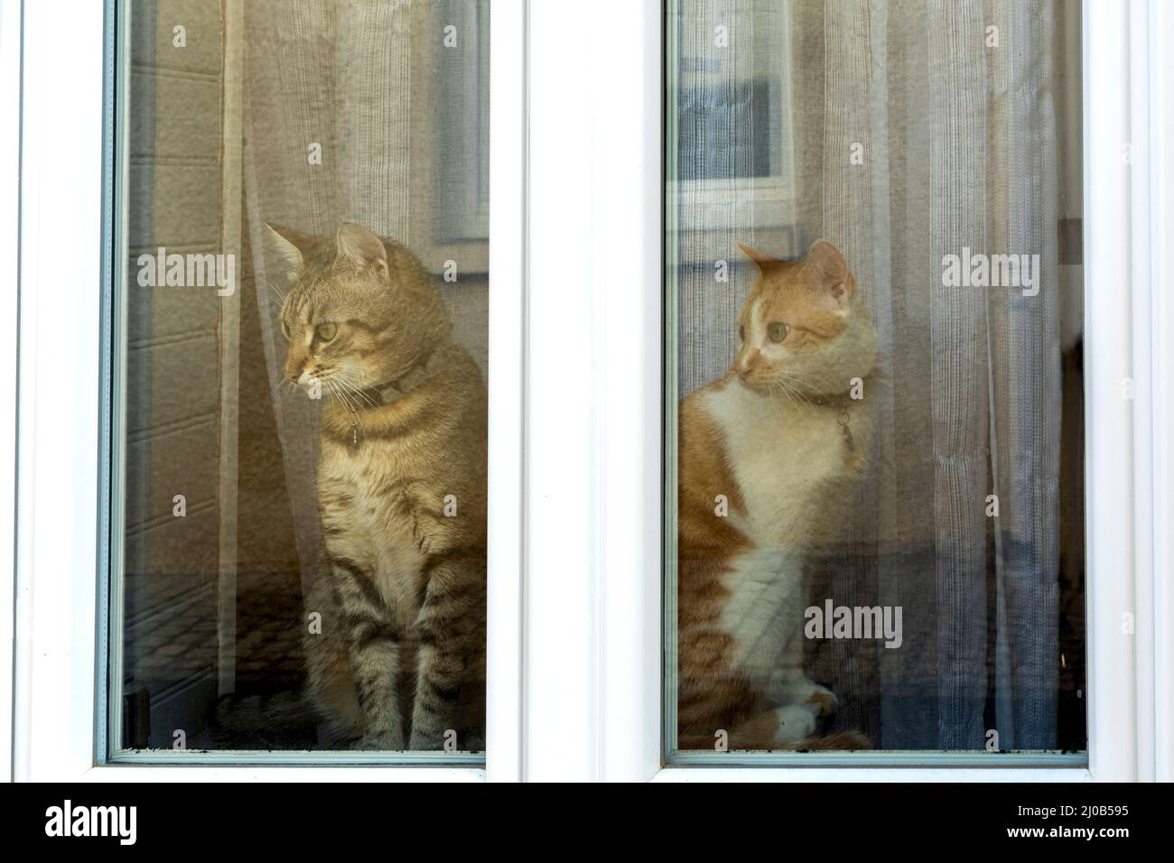 Domestic cats sitting on the windowsill Stock Photo - Alamy