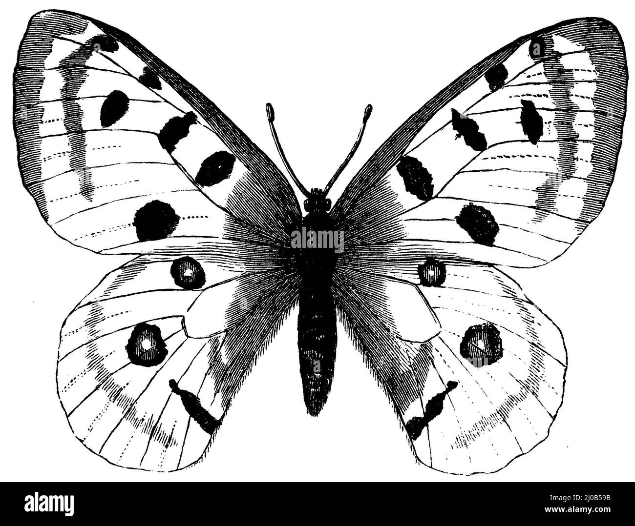 Parnassius apollo engraving hi-res stock photography and images - Alamy