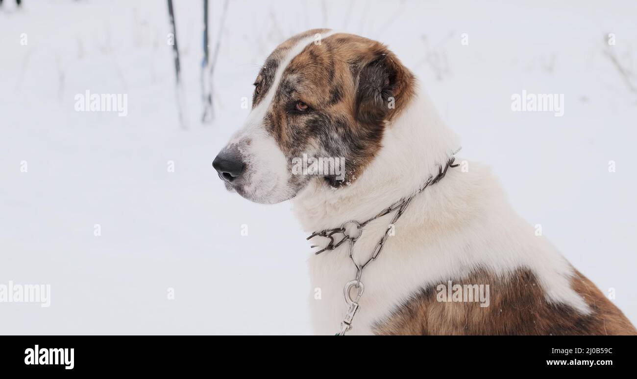 Big dog of the Alabai, a Central Asian shepherd breed in winter on the ...