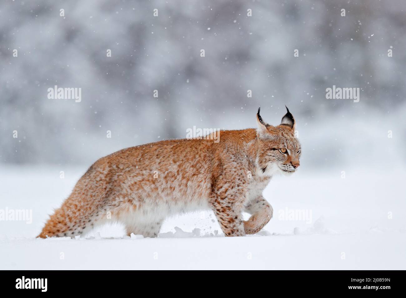 Lynx in cold condition. Snowy forest with beautiful animal wild cat ...