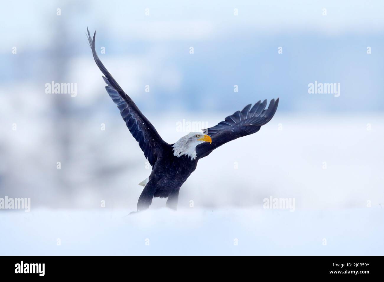 Bald Eagle, Haliaeetus leucocephalus, flying brown bird of prey with white head, yellow bill ...