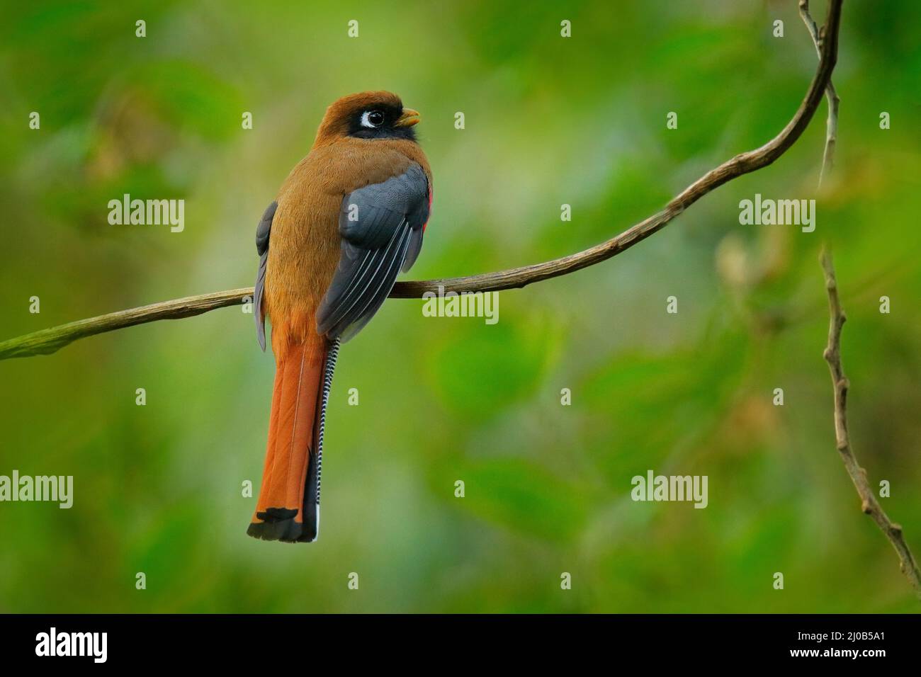 Masked Trogon, Trogon personatus red and brown bird in the nature ...