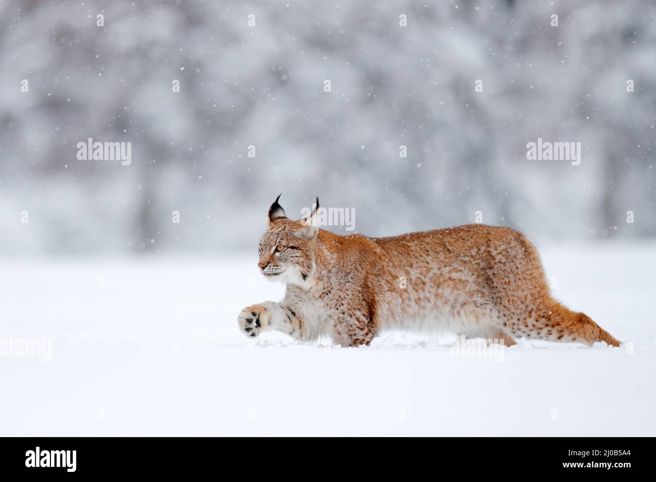 Lynx in cold condition. Snowy forest with beautiful animal wild cat ...