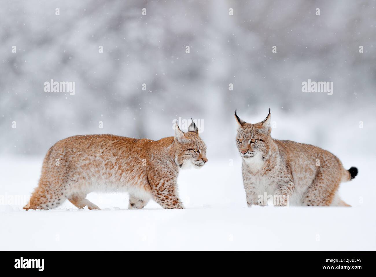 Lynx in cold condition. Snowy forest with beautiful animals, wild cats ...