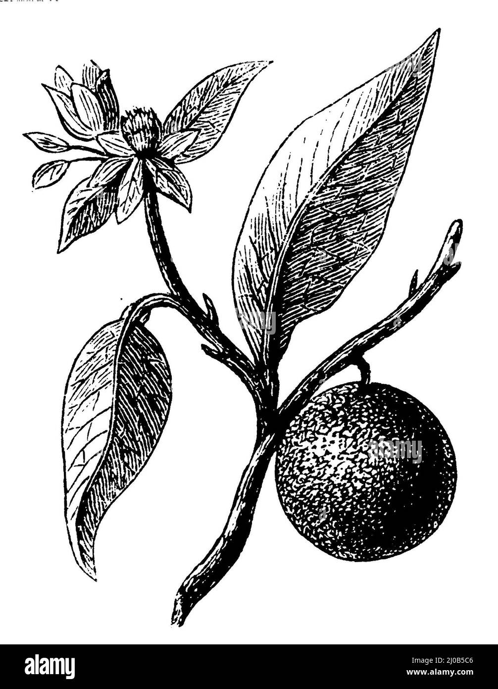 , Citrus sinensis, (primer, 1870), Orange, Apfelsine Stock Photo - Alamy