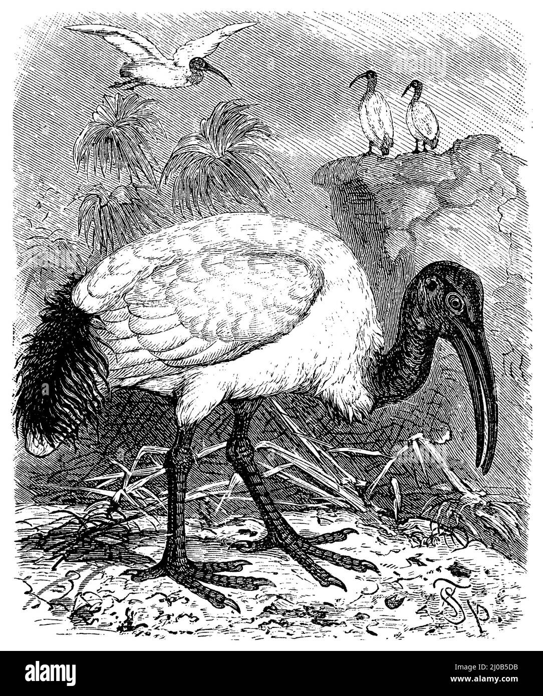 African sacred ibis, Threskiornis aethiopicus, (, ), Heiliger Ibis ...
