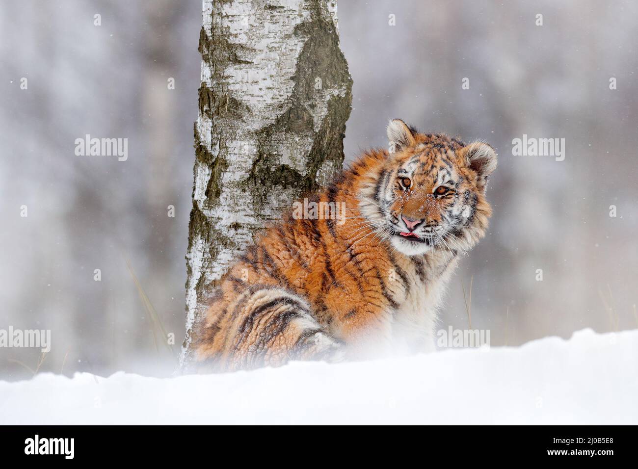 Tiger snow run in wild winter nature. Siberian tiger, Panthera tigris altaica. Action wildlife ...