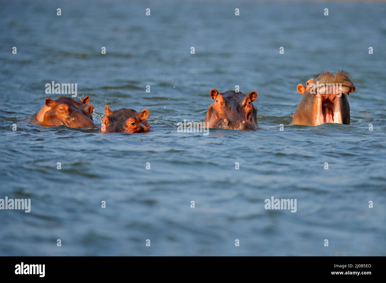 Hippo head in the blue water. African Hippopotamus, Hippopotamus ...