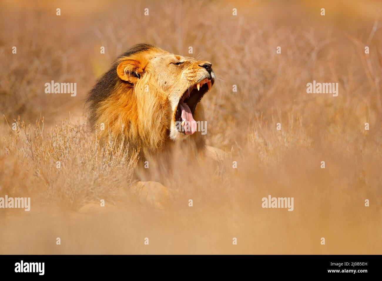 Galaga 3d Lion