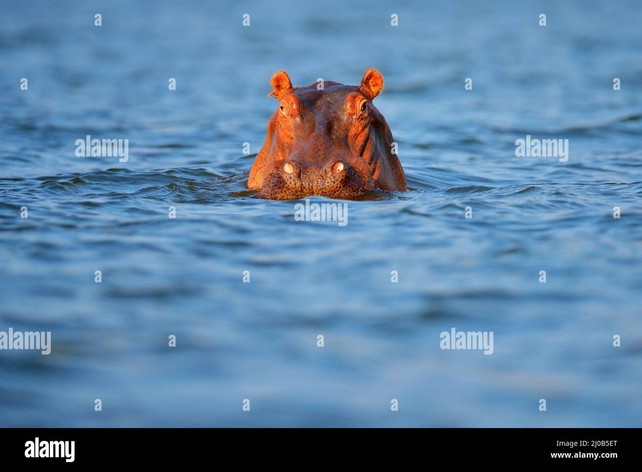 Hippo head in the blue water. African Hippopotamus, Hippopotamus ...