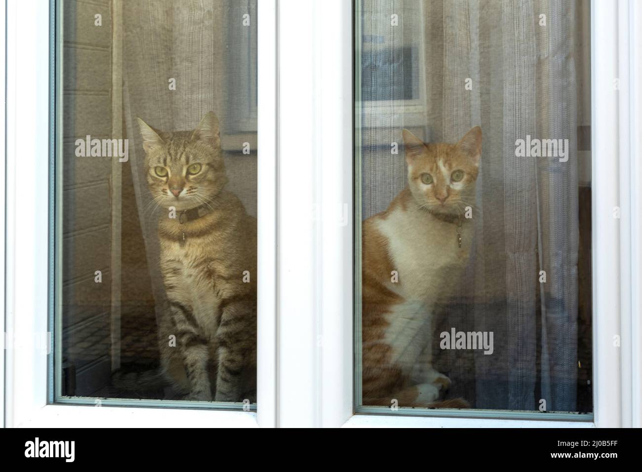 Two adorable orange cats hi-res stock photography and images - Alamy