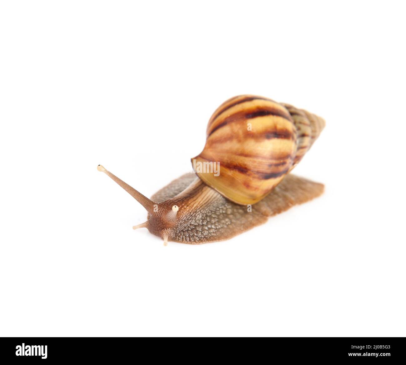 Garden snail isolated on white background Stock Photo - Alamy