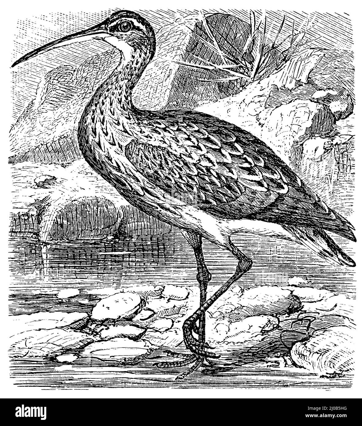 Eurasian curlew or common curlew, Numenius arquata, (, ), Großer ...