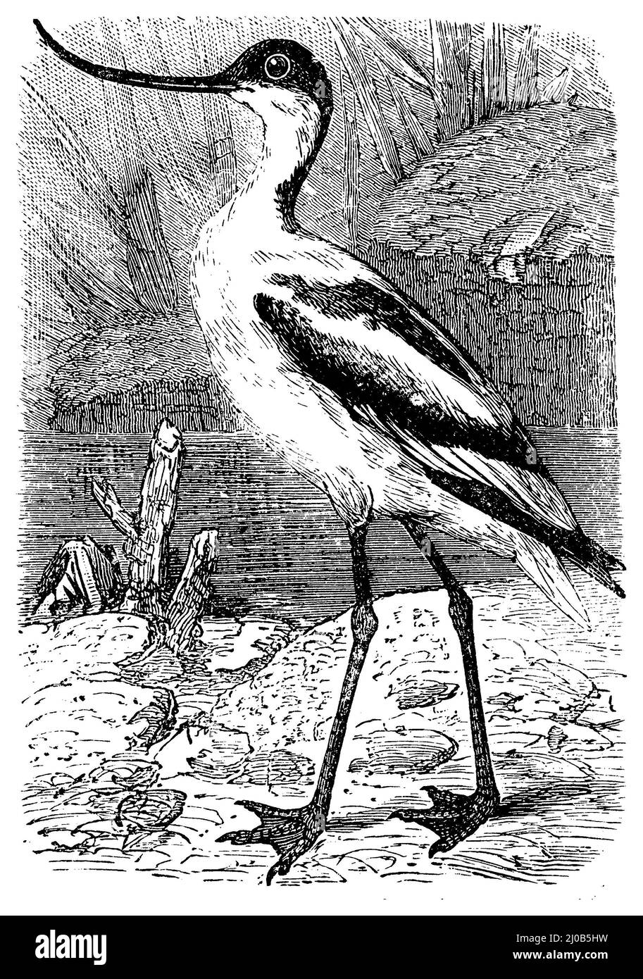 Avocet drawing Black and White Stock Photos & Images - Alamy