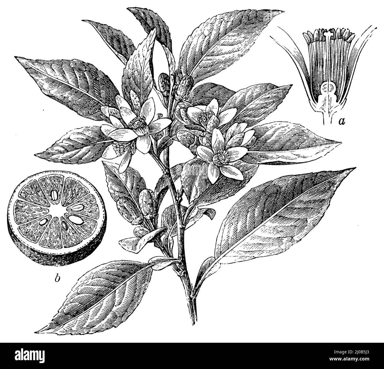 Tree cross section drawing Black and White Stock Photos & Images - Alamy