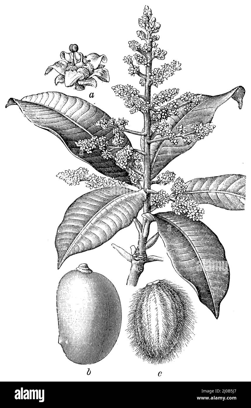 Mango Flower Drawing Orange Sherbet Mango Is The Only Mango Flowering