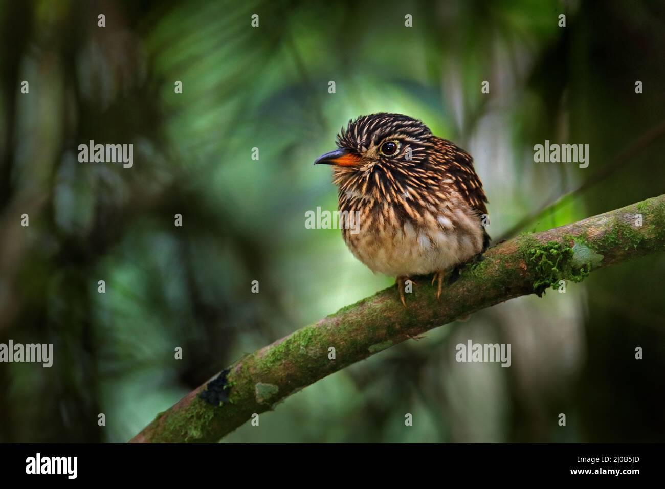 White-chested puffbird, Malacoptila fusca, bird in the nature forest ...