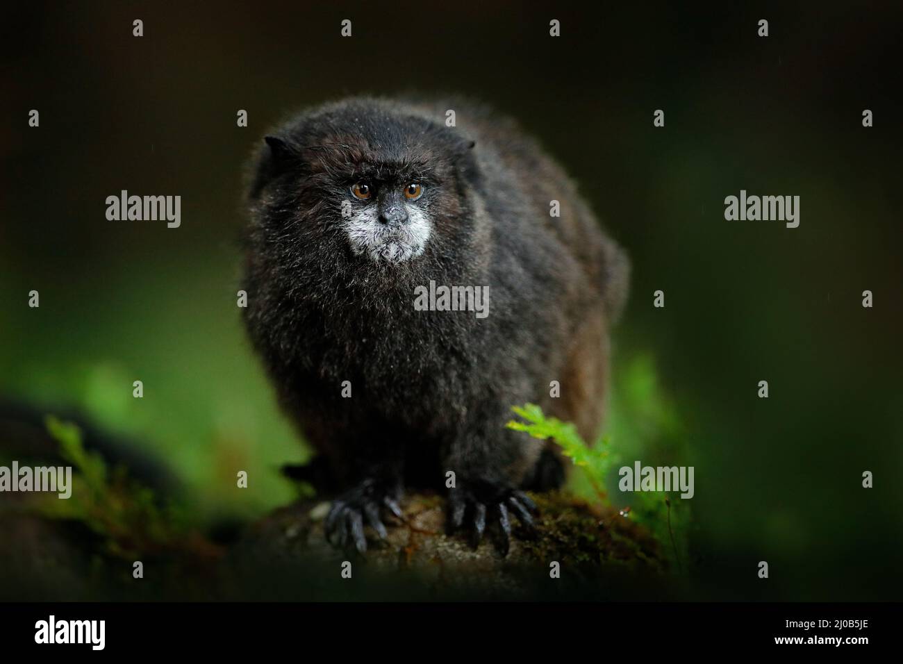 Black Mantle Tamarin monkey from Sumaco National Park in Ecuador ...