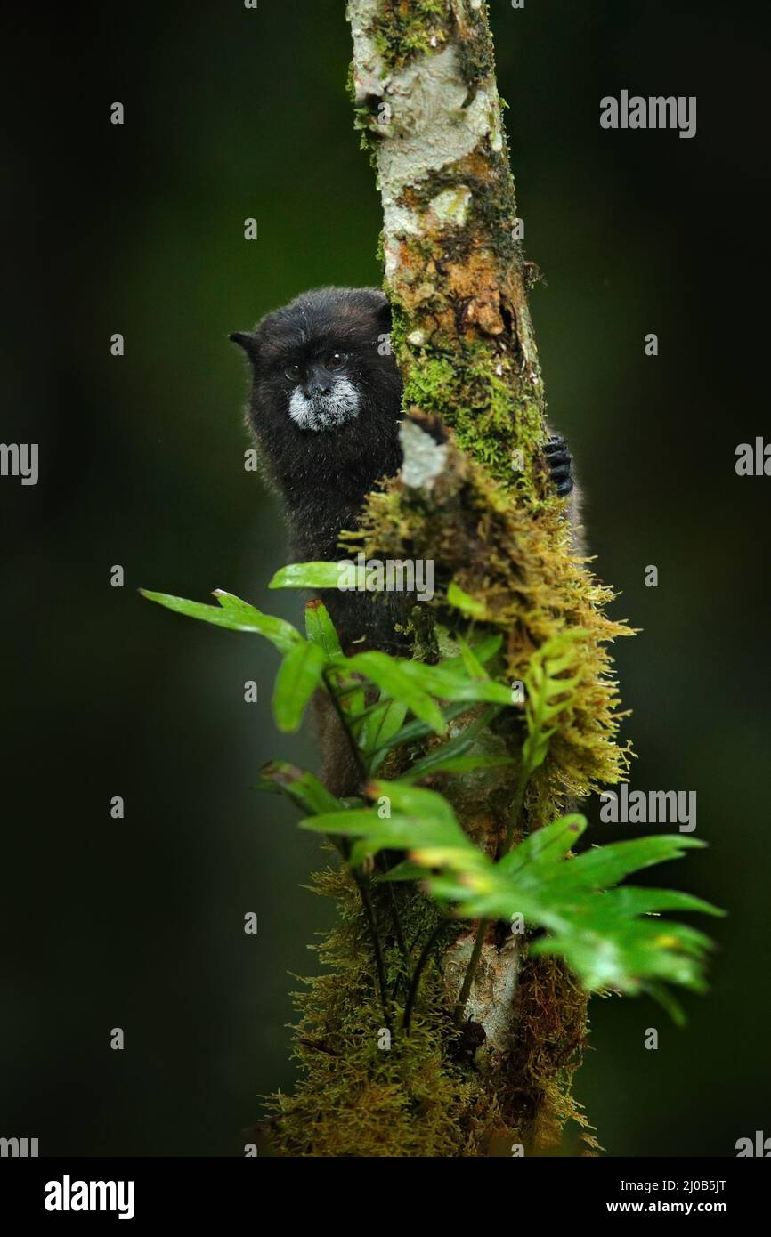 Black Mantle Tamarin monkey from Sumaco National Park in Ecuador ...