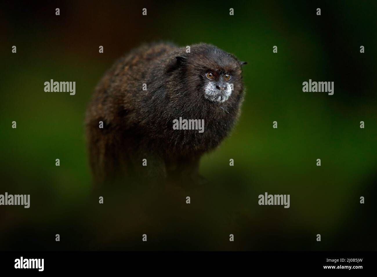 Black Mantle Tamarin monkey from Sumaco National Park in Ecuador ...
