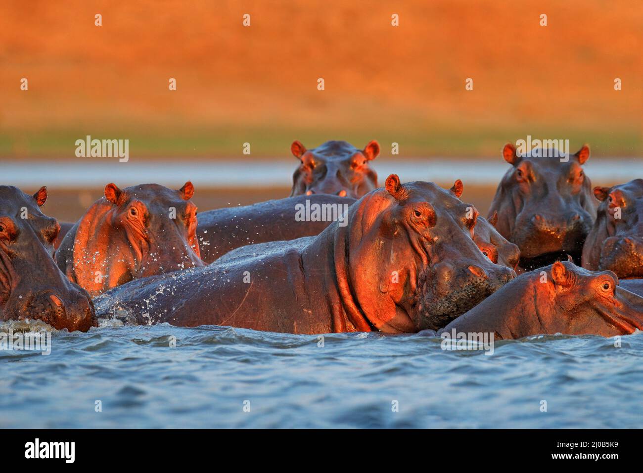 Hippo head in the blue water. African Hippopotamus, Hippopotamus ...