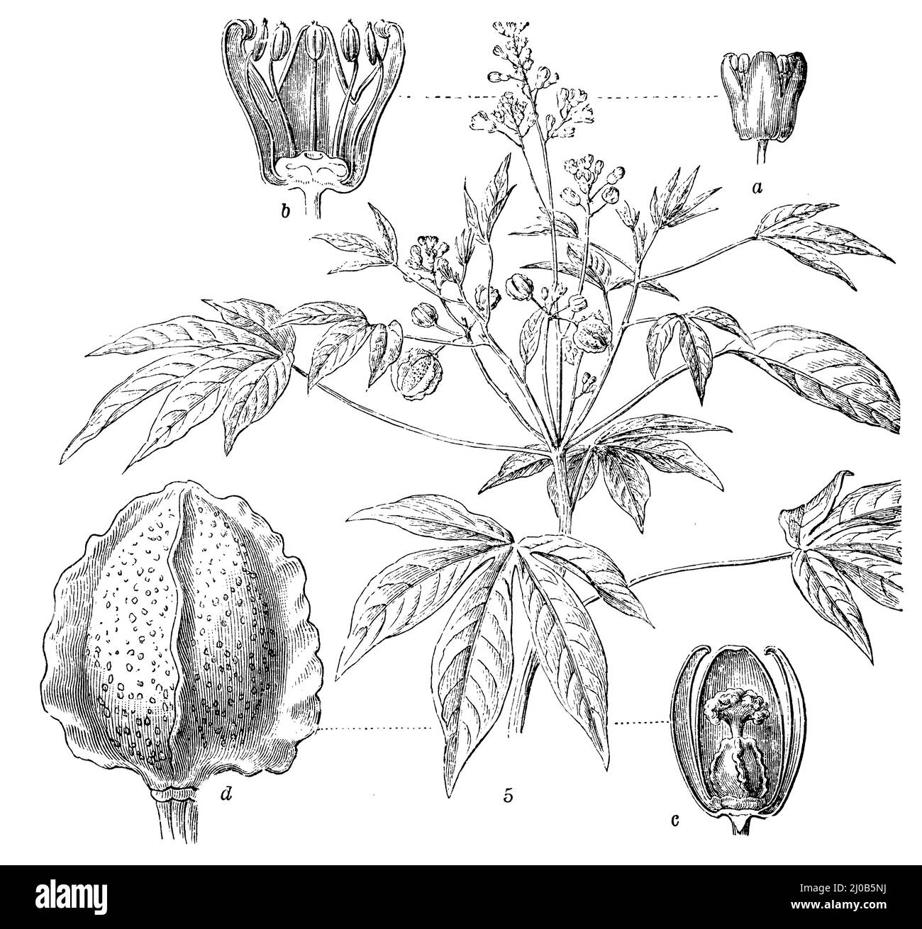 Cassava Flowers