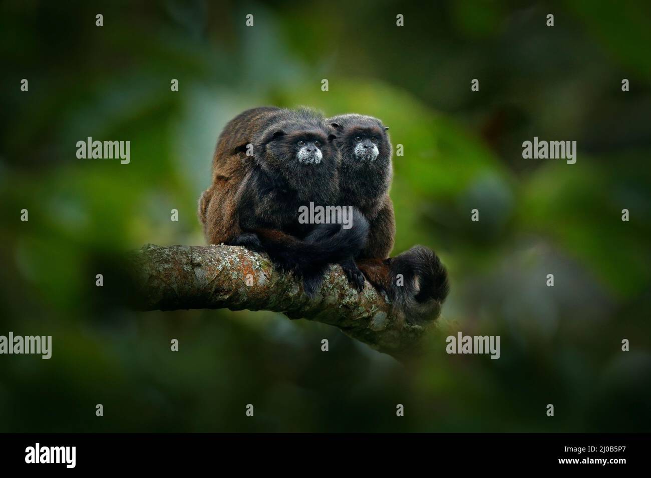 Black Mantle Tamarin monkey from Sumaco National Park in Ecuador ...