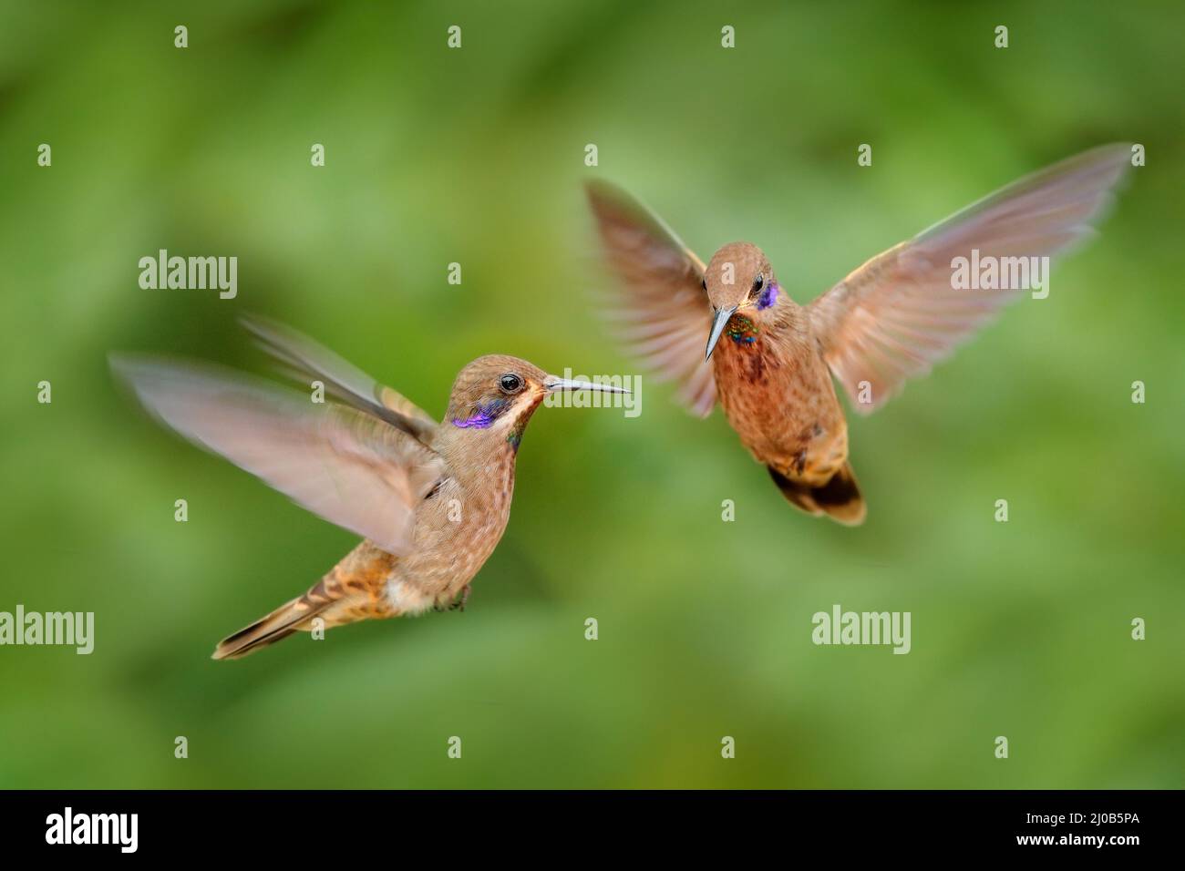 Twice two birds hi-res stock photography and images - Alamy