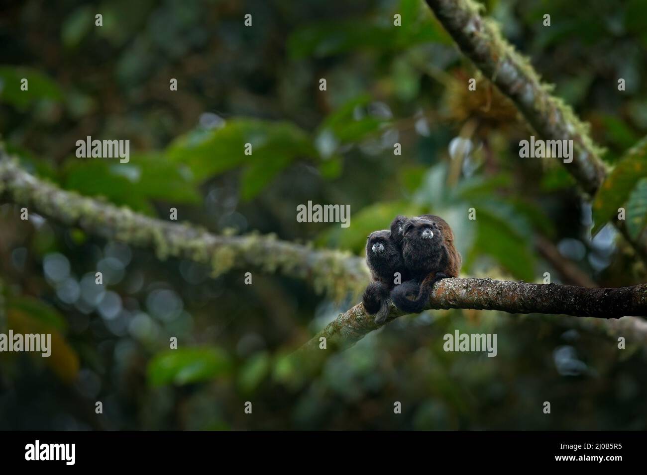 Black Mantle Tamarin monkey from Sumaco National Park in Ecuador ...