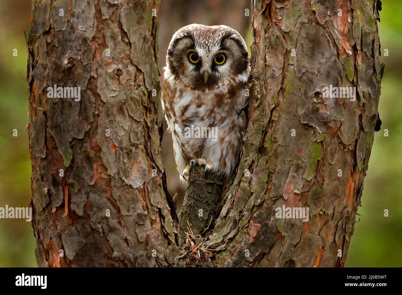 Boreal owl, Aegolius funereus, sitting on old tree trunk with clear ...