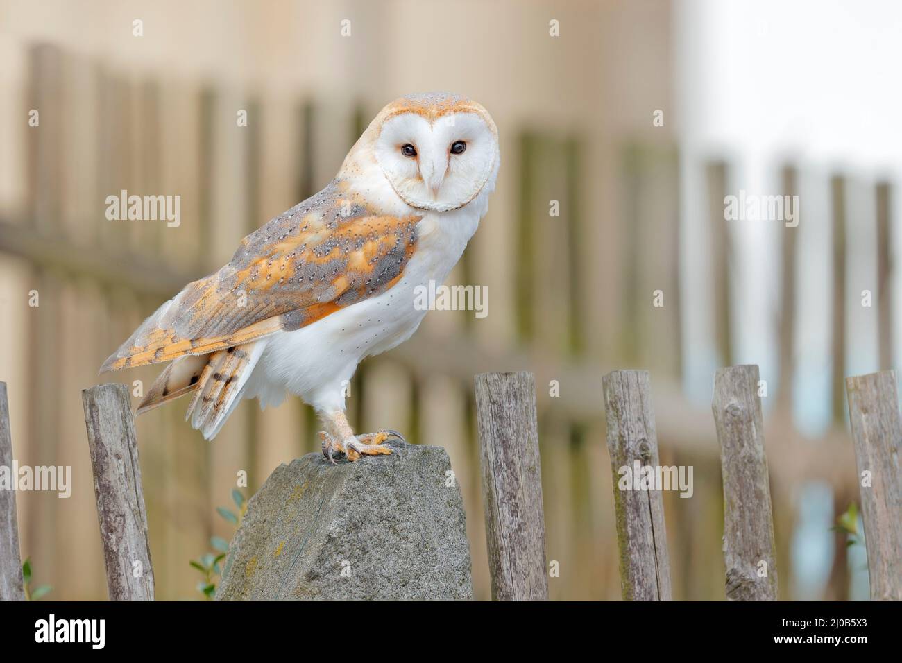 Barrow owl hi-res stock photography and images - Alamy