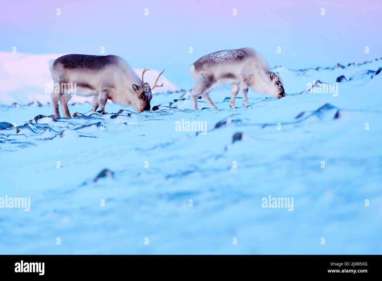 Arctic wildlife. Wild Reindeer, Rangifer tarandus, with massive antlers ...