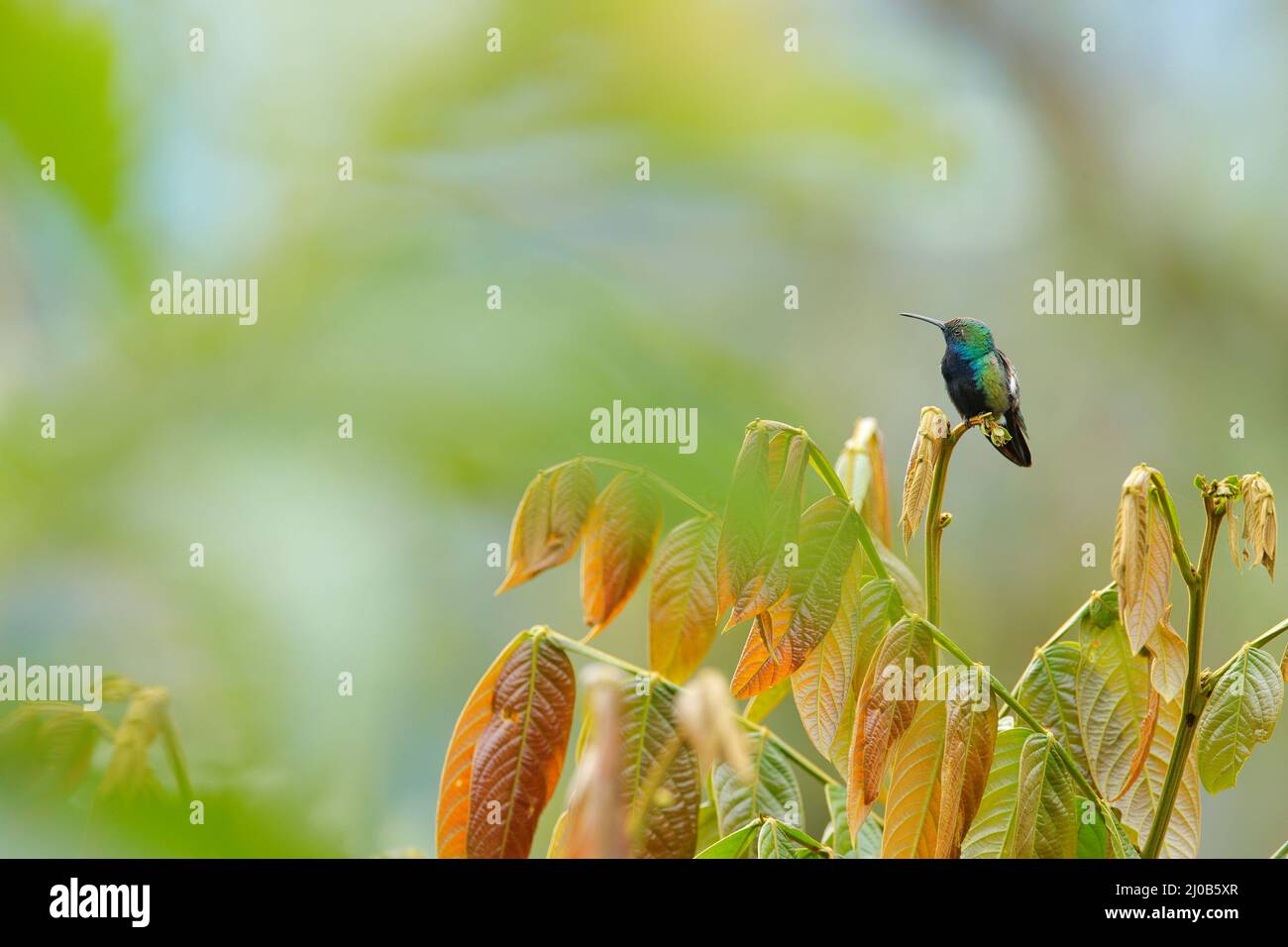 Wildlife Ecuador. Black-throated Mango, Anthracothorax nigricollis ...