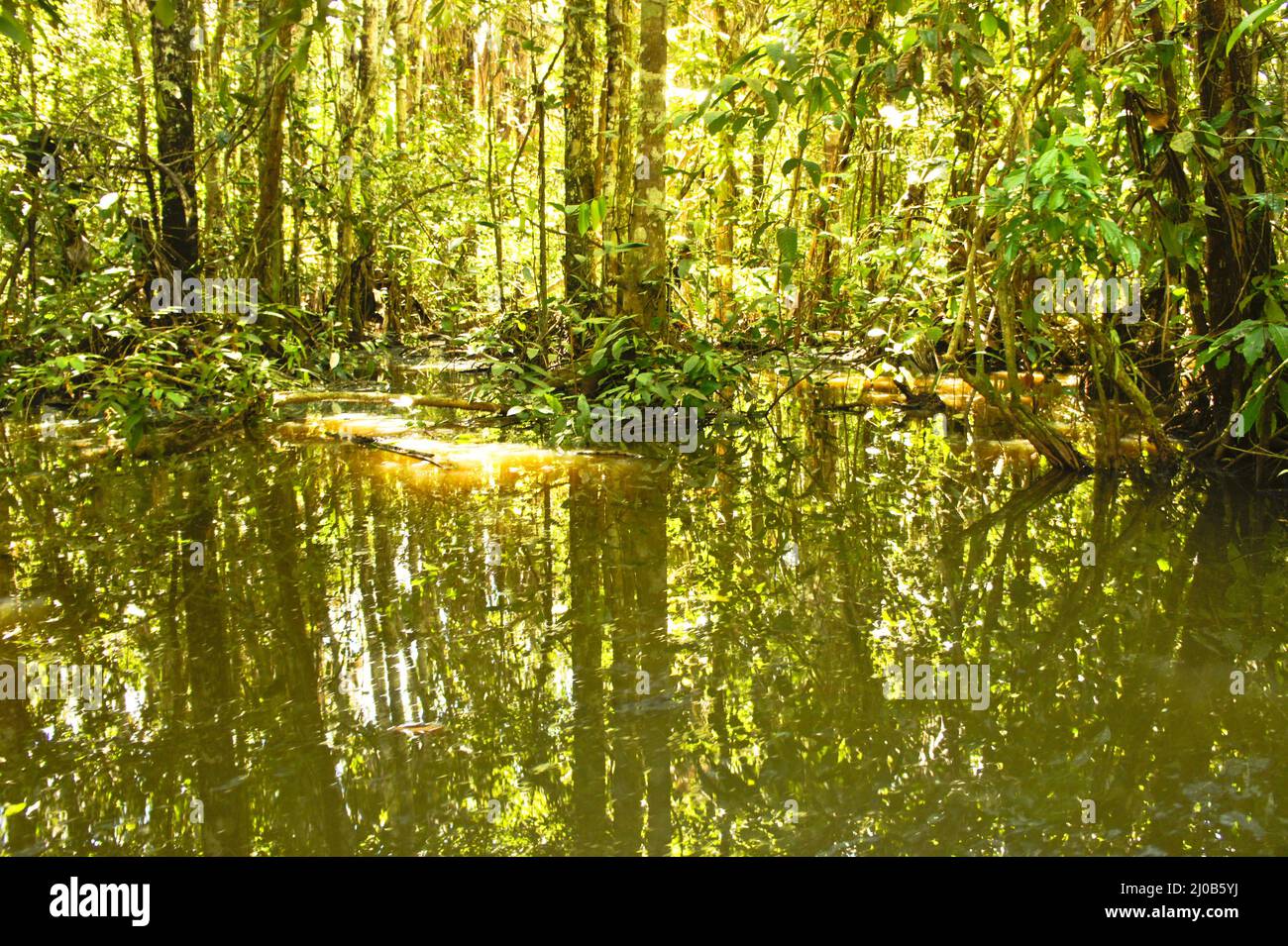 Forest area amazon basin hi-res stock photography and images - Alamy