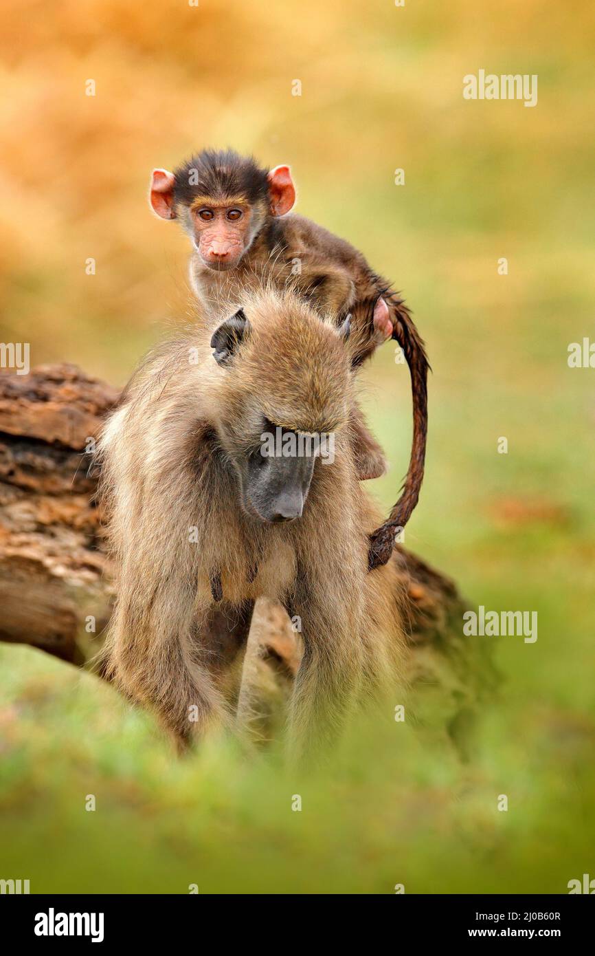 Guinea baboon male hi-res stock photography and images - Alamy