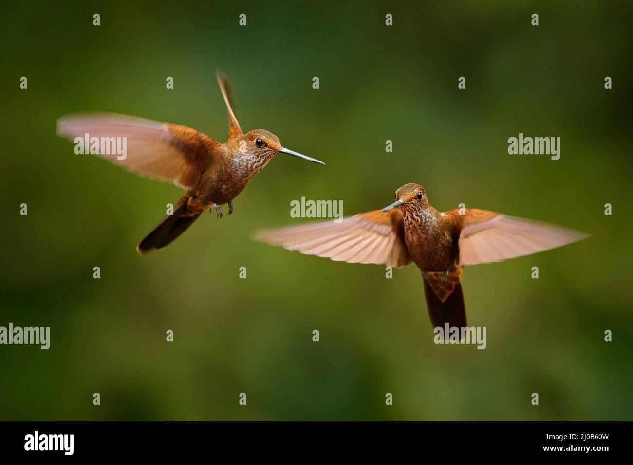Wildlife Ecuador, humming fight. Brown Inca, Coeligena wilsoni ...