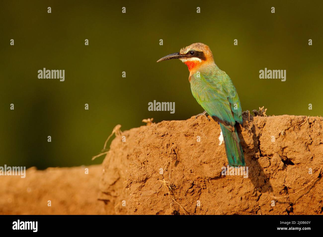 White-fronted bee-eater, Merops bullockoides, forest in Tanzania ...