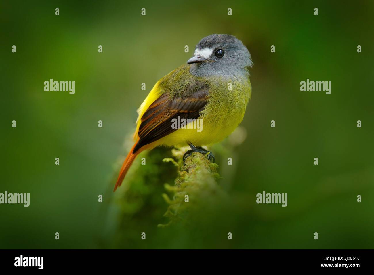 Myiotriccus ornatus, Ornate flycatcher, yellow grey bird from Sumaco in ...