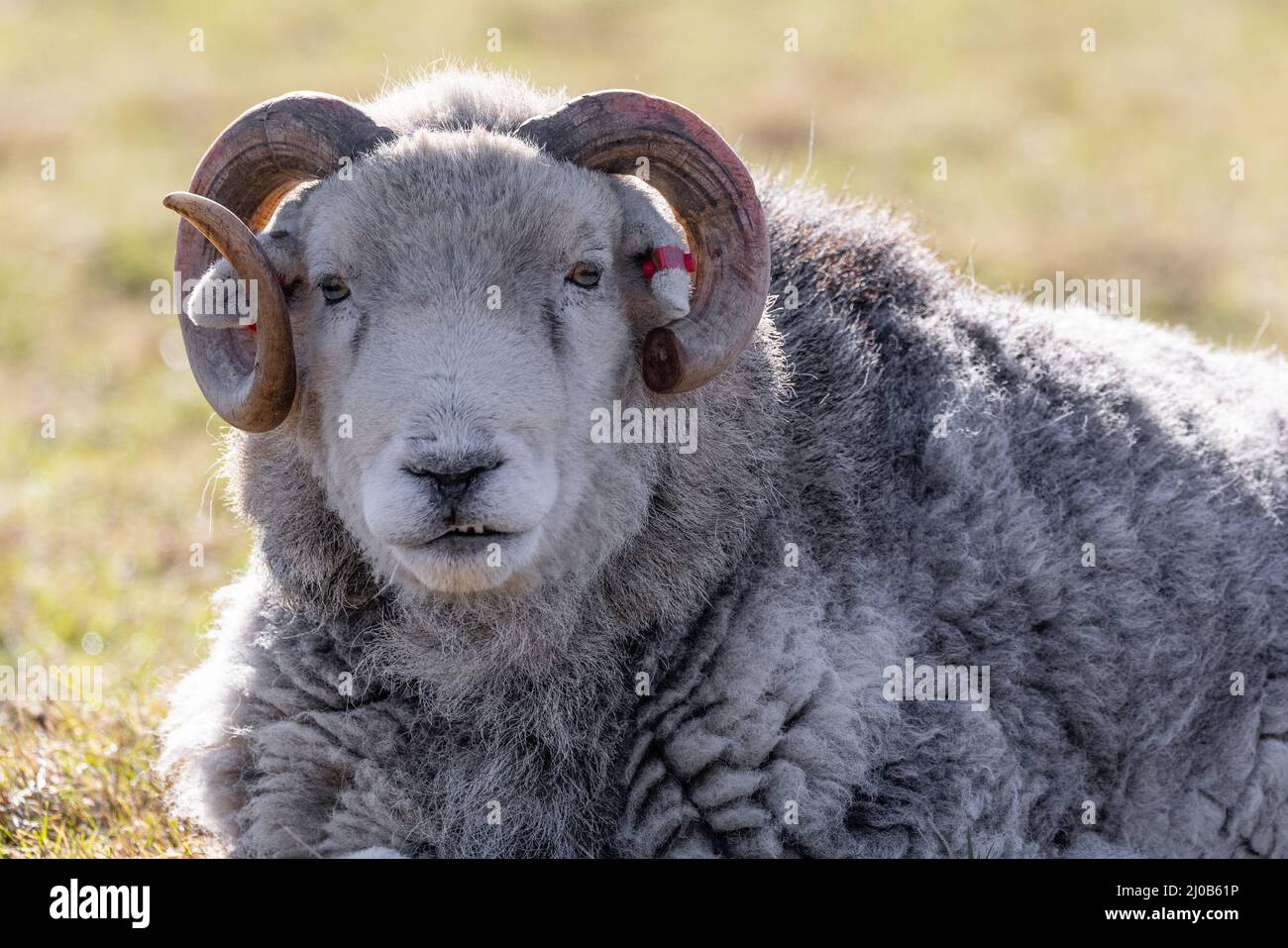 Sheep laying in farm field hi-res stock photography and images - Alamy