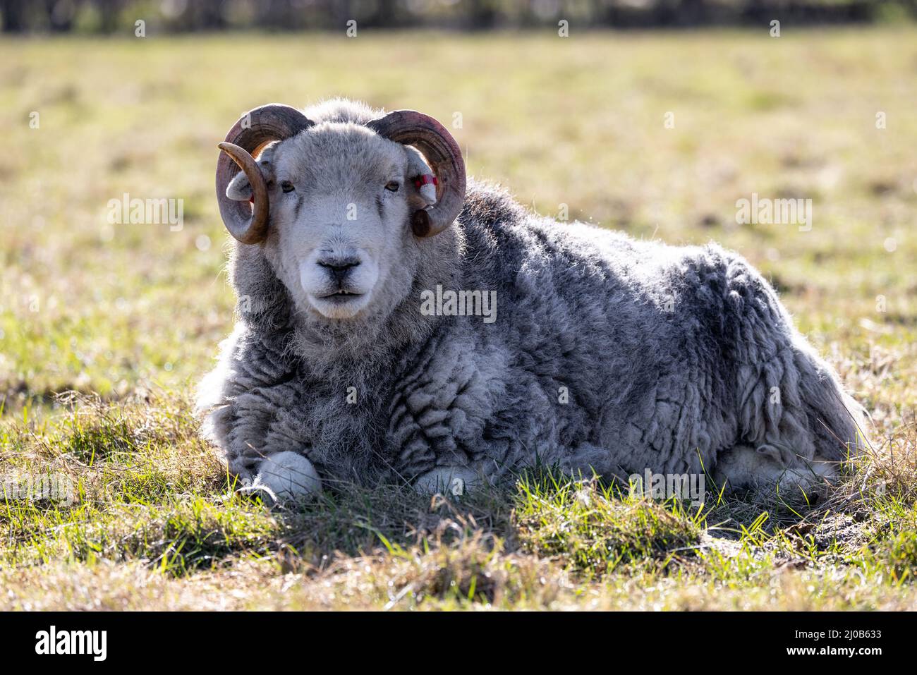 Sheep Lying in a Sunny Field Stock Photo - Alamy